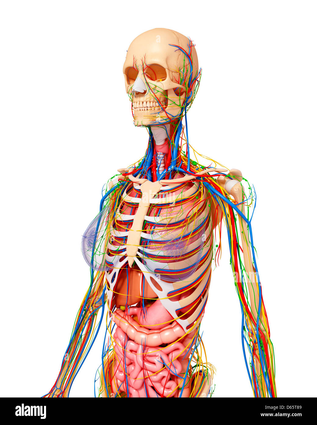 Human anatomy, artwork Stock Photo - Alamy