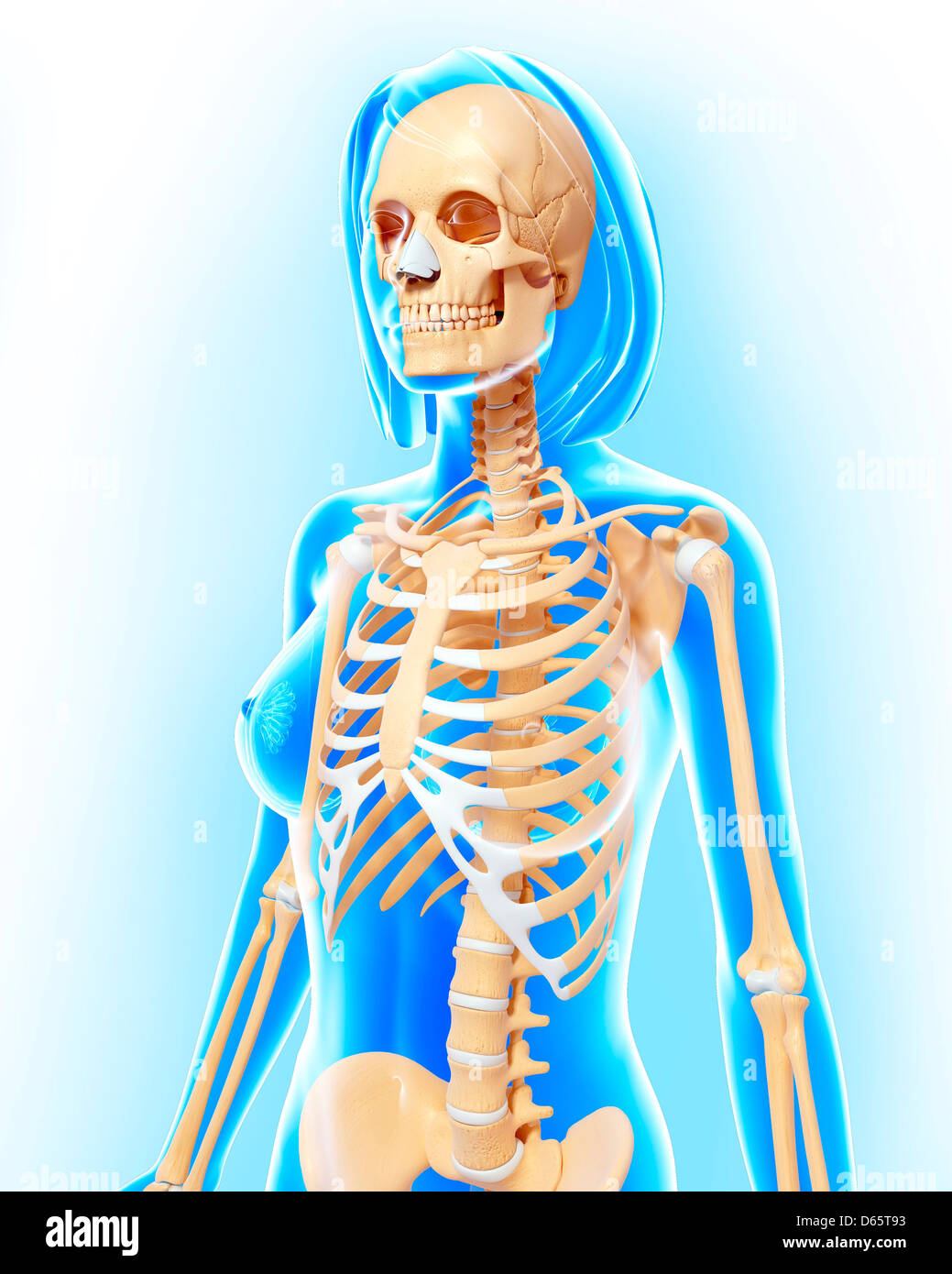 Female skeleton hi-res stock photography and images - Alamy