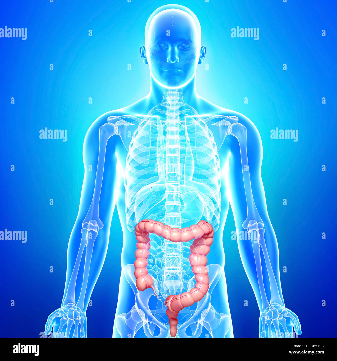 Human large intestines hi-res stock photography and images - Alamy