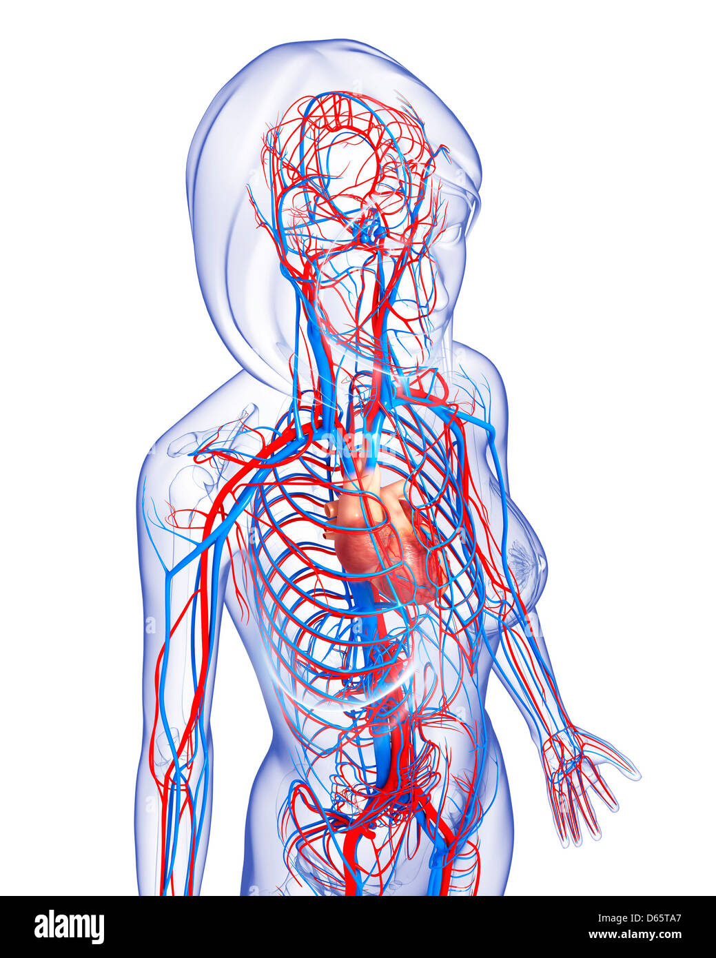 Female cardiovascular system, artwork Stock Photo - Alamy