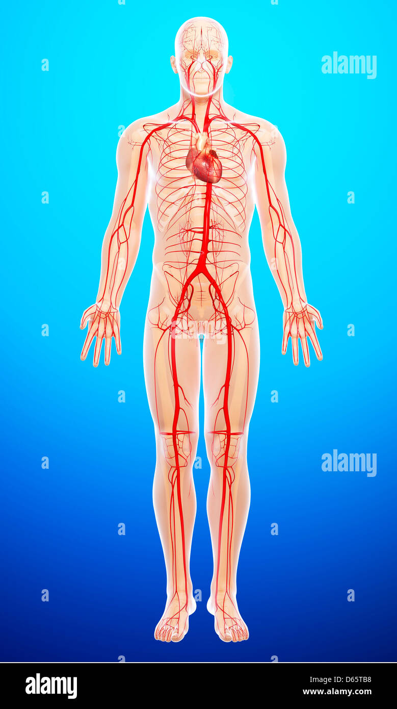 Human arteries, artwork Stock Photo - Alamy