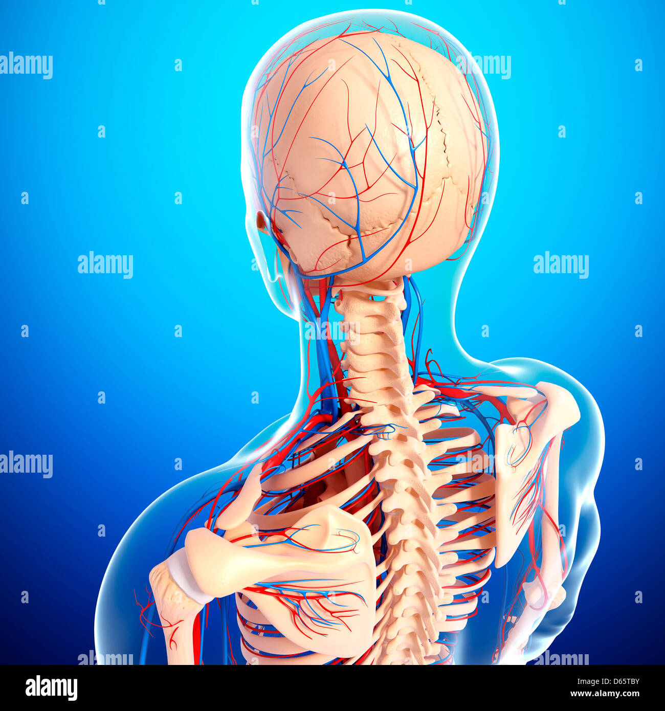 Upper body anatomy, artwork Stock Photo - Alamy