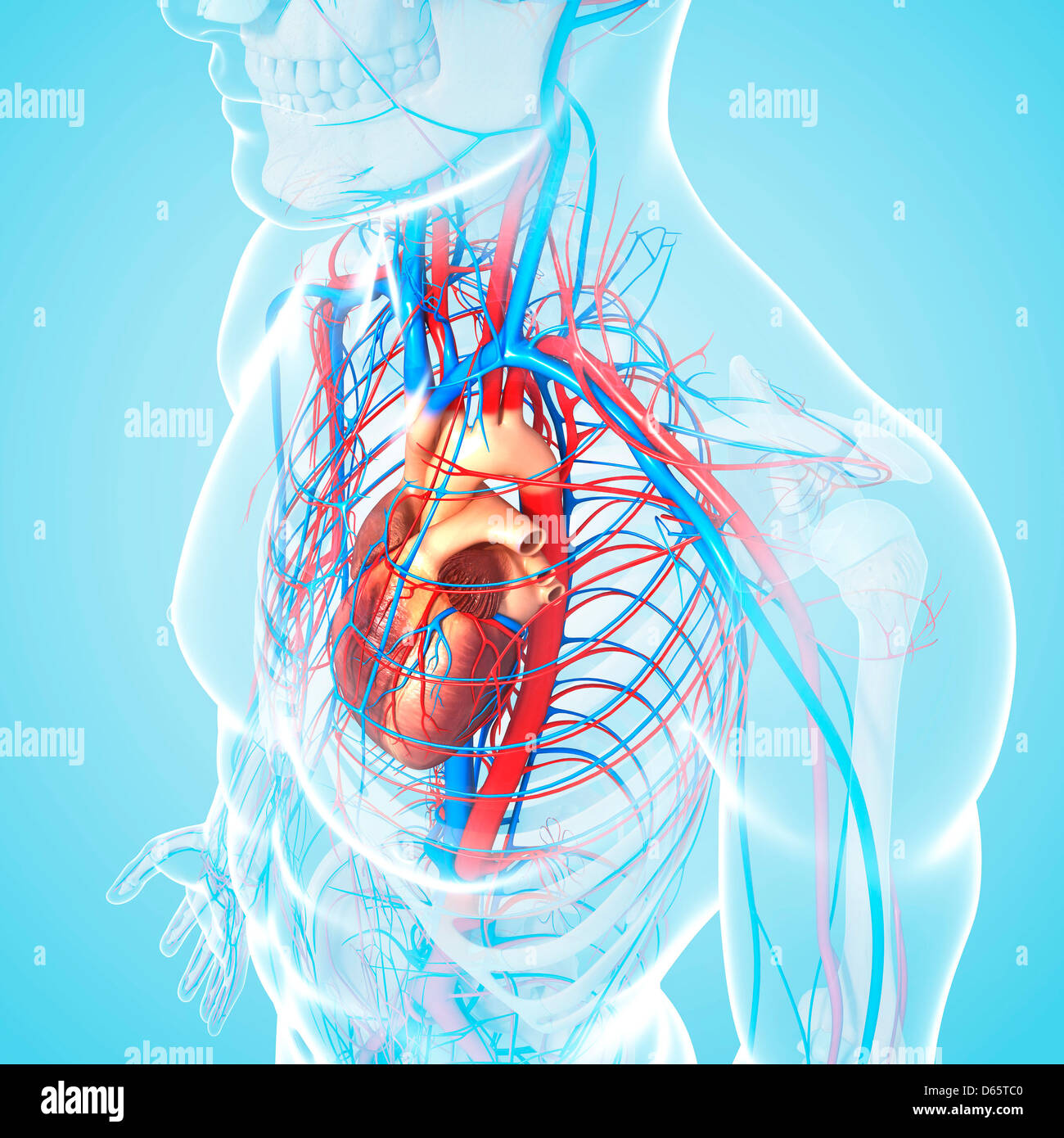 Male cardiovascular system, artwork Stock Photo - Alamy