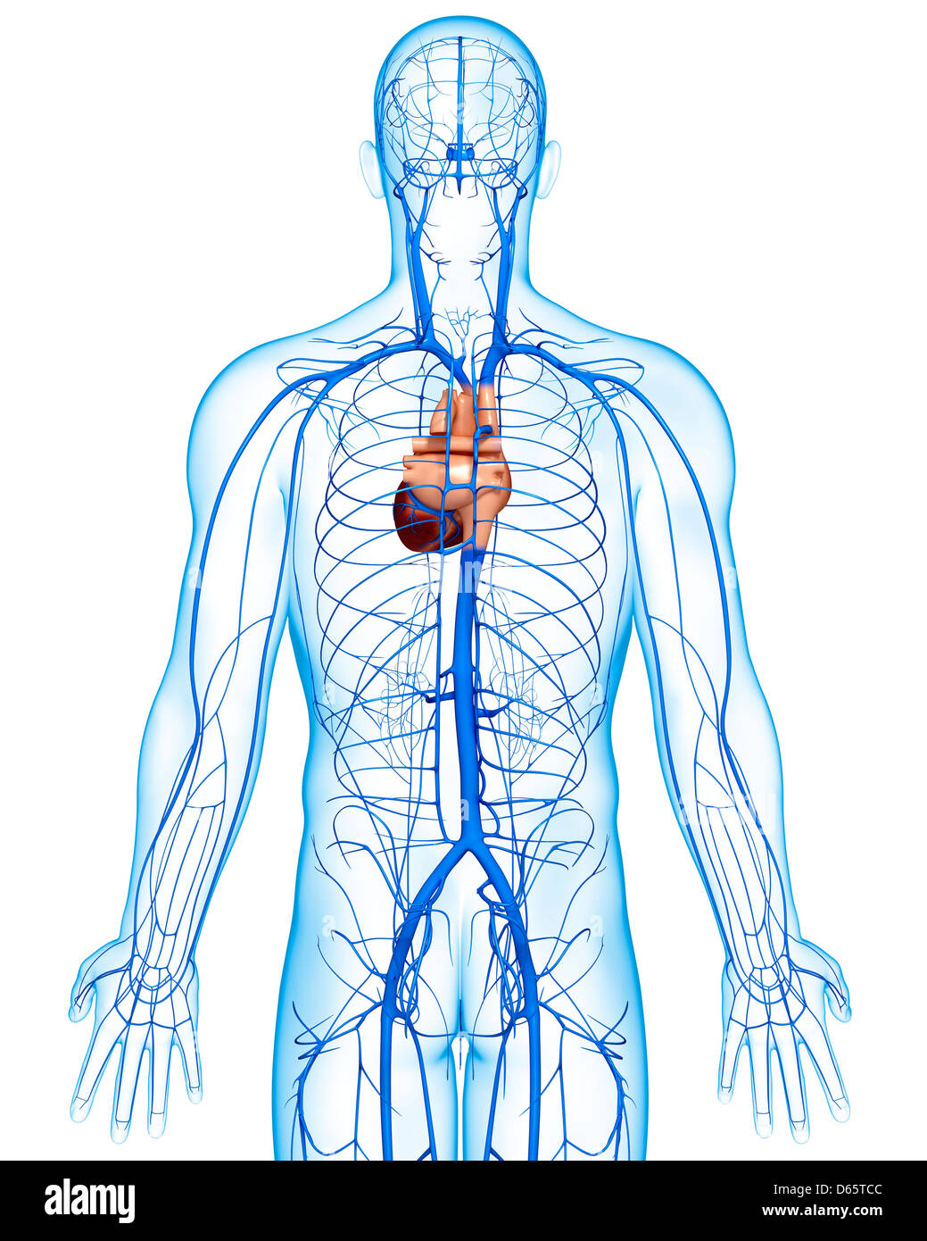 Human veins, artwork Stock Photo - Alamy