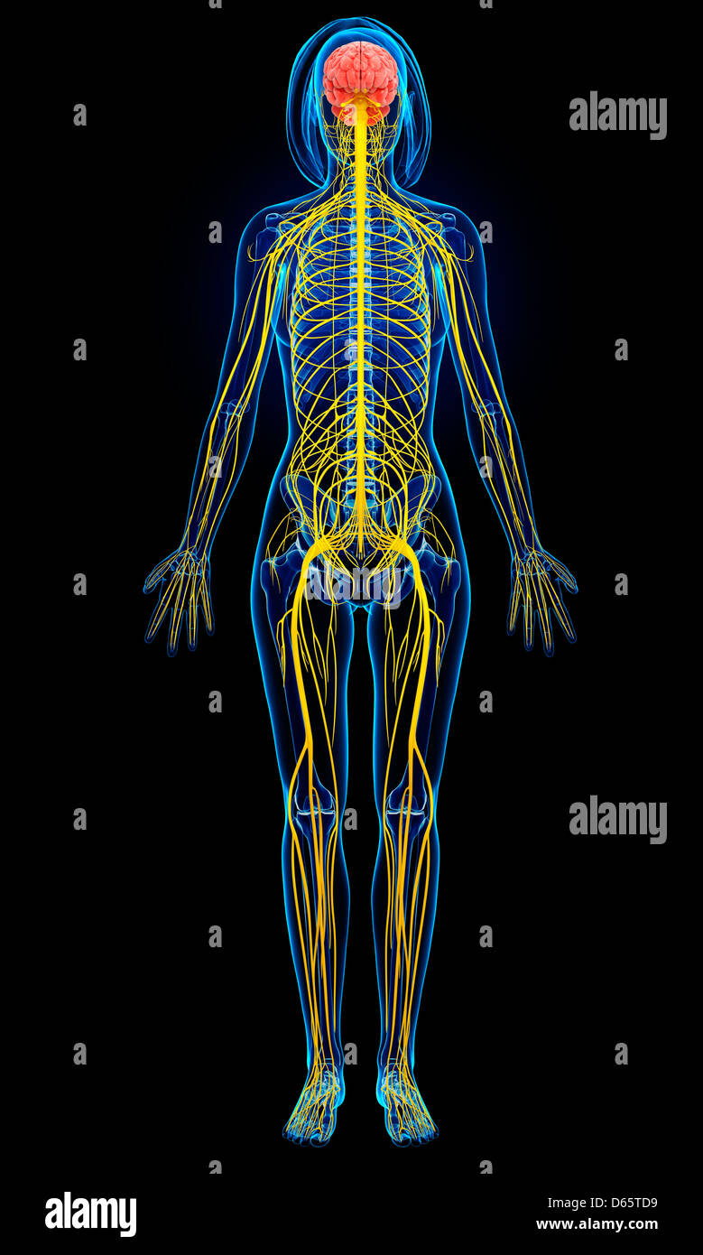Female nervous system, artwork Stock Photo - Alamy