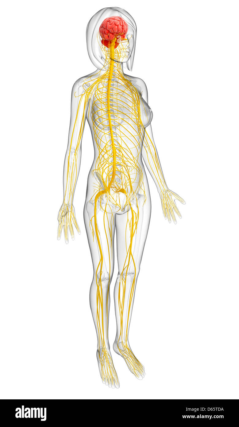 Female nervous system, artwork Stock Photo - Alamy