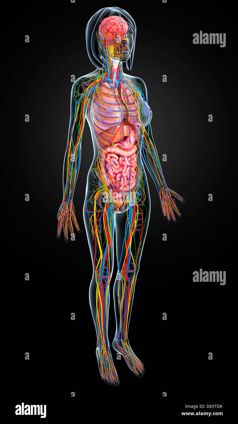 Female anatomy hi-res stock photography and images - Alamy
