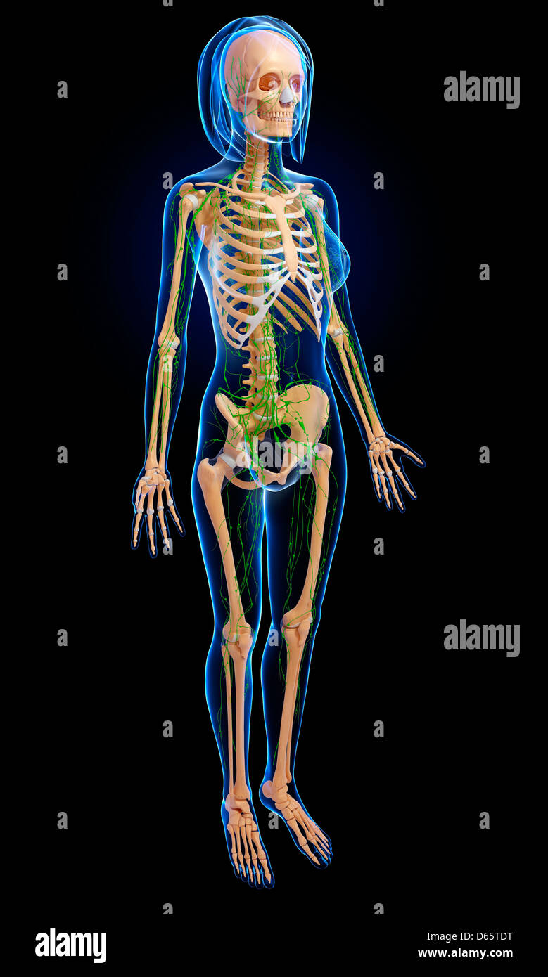 Female anatomy hi-res stock photography and images - Alamy