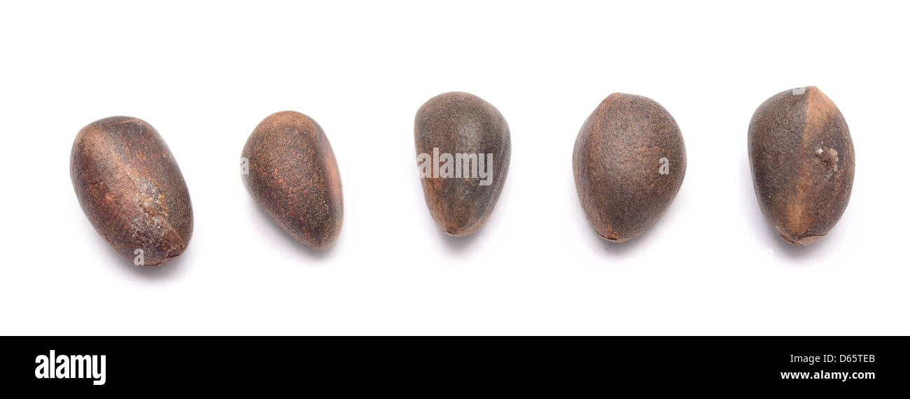 Tree with edible nuts Cut Out Stock Images & Pictures - Alamy