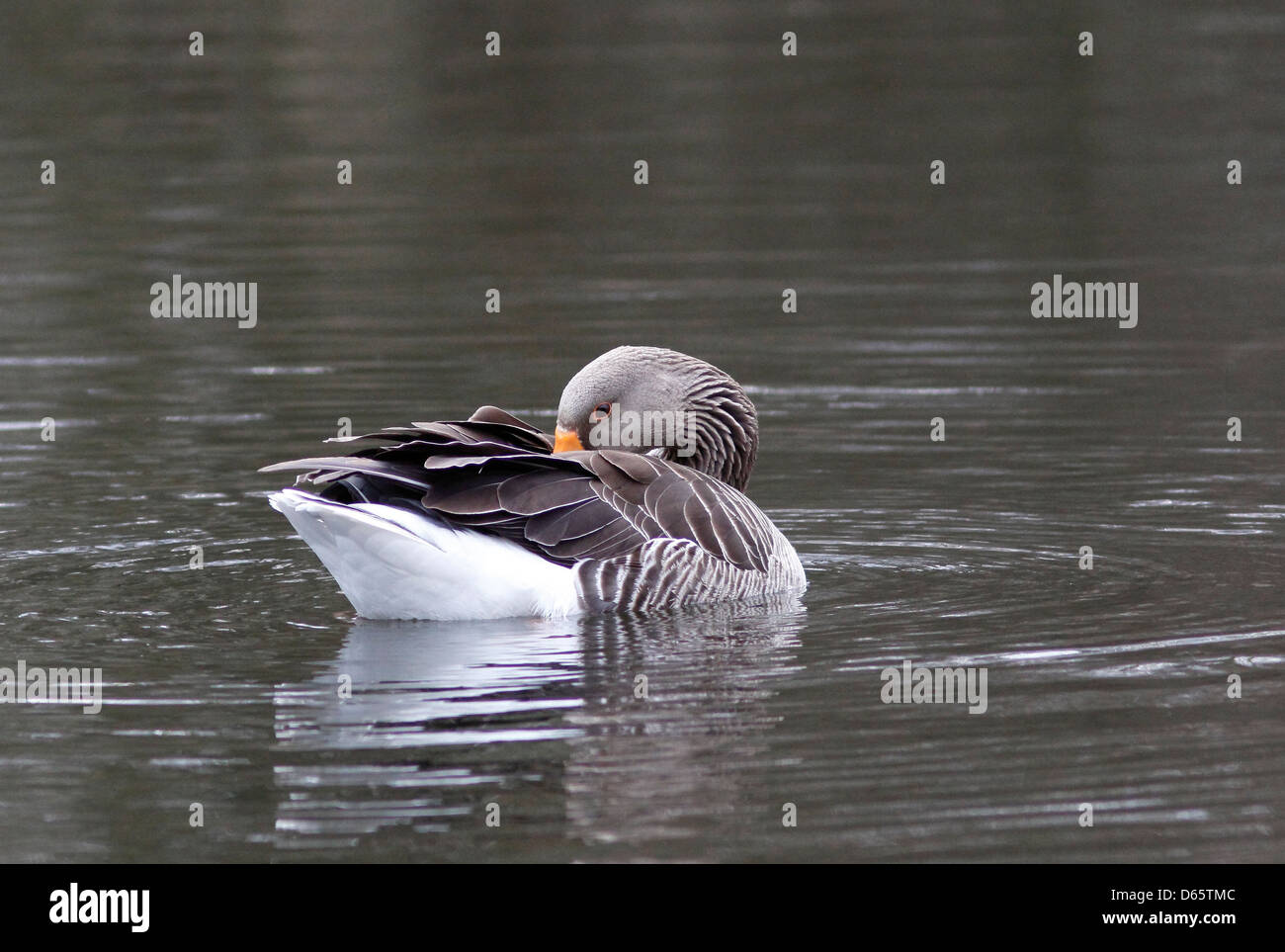 Preening goose hi-res stock photography and images - Alamy