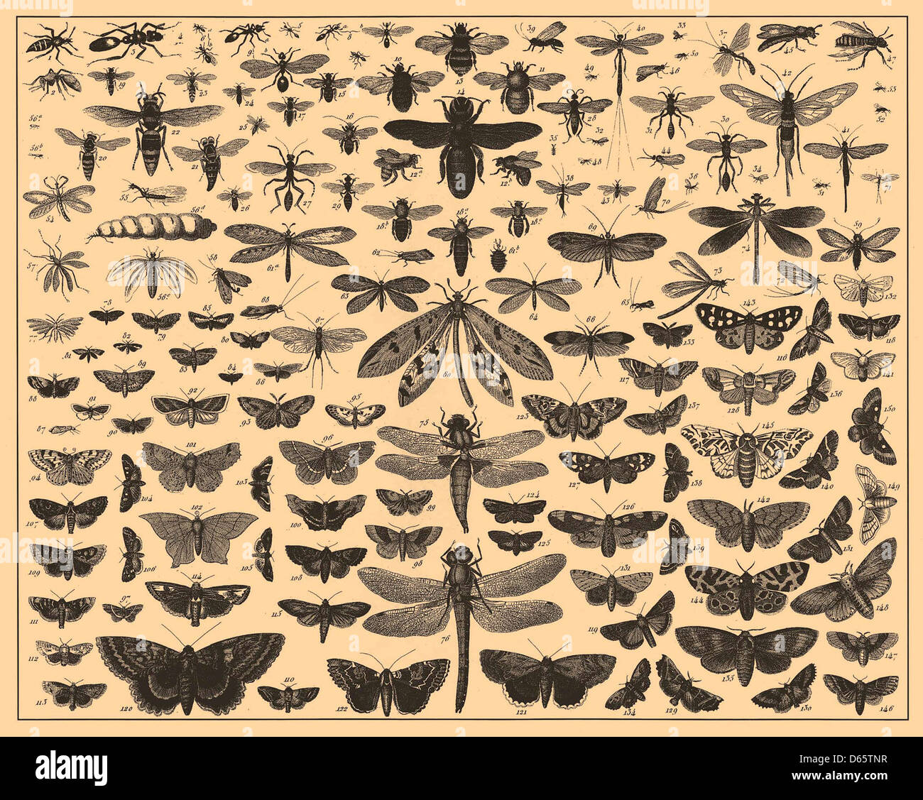 Public domain insects hi-res stock photography and images - Alamy