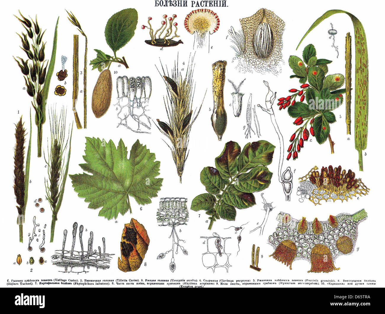 Detailed botanical illustration displays hi-res stock photography and ...