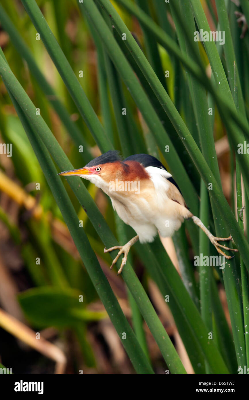 Least Bittern - Green Cay Wetlands - Boynton Beach, Florida USA Stock ...