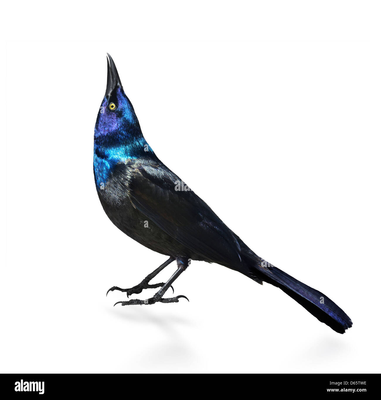 Common Grackle On White Background Stock Photo - Alamy