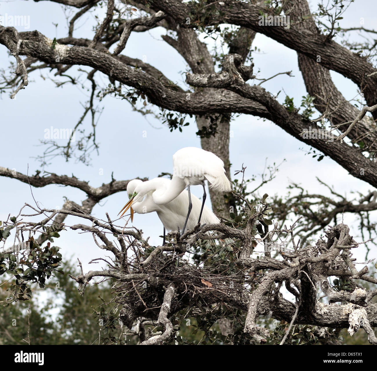 Egret nest building hi-res stock photography and images - Alamy