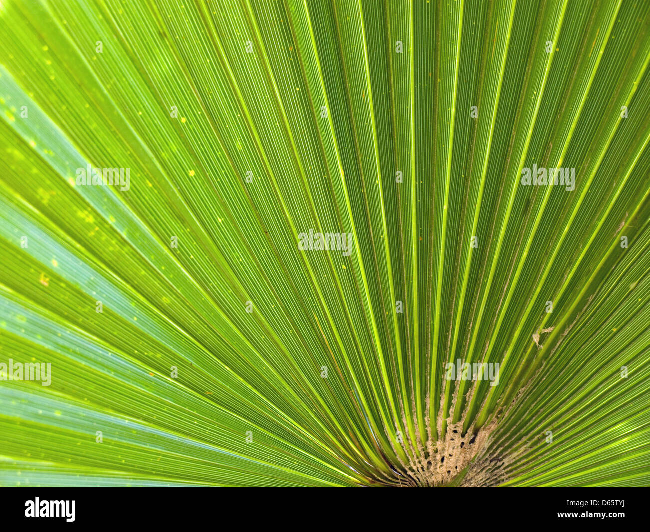 palm leaf - detail Stock Photo - Alamy