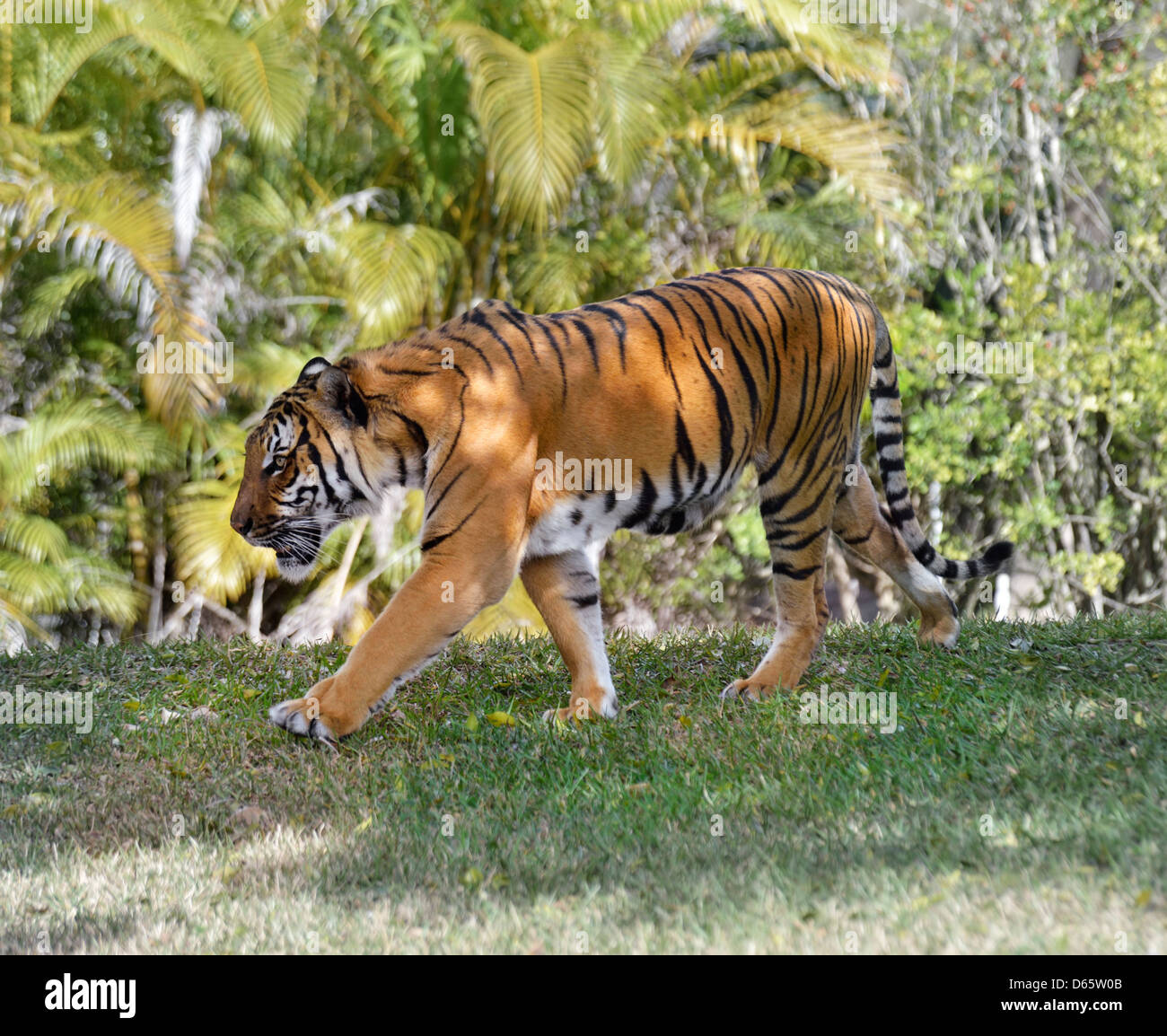 A Tiger Walking Around On Sunny Morning Stock Photo - Alamy