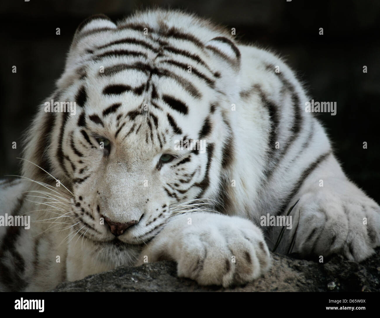 Portrait Of White Tiger,Close Up Shot Stock Photo - Alamy