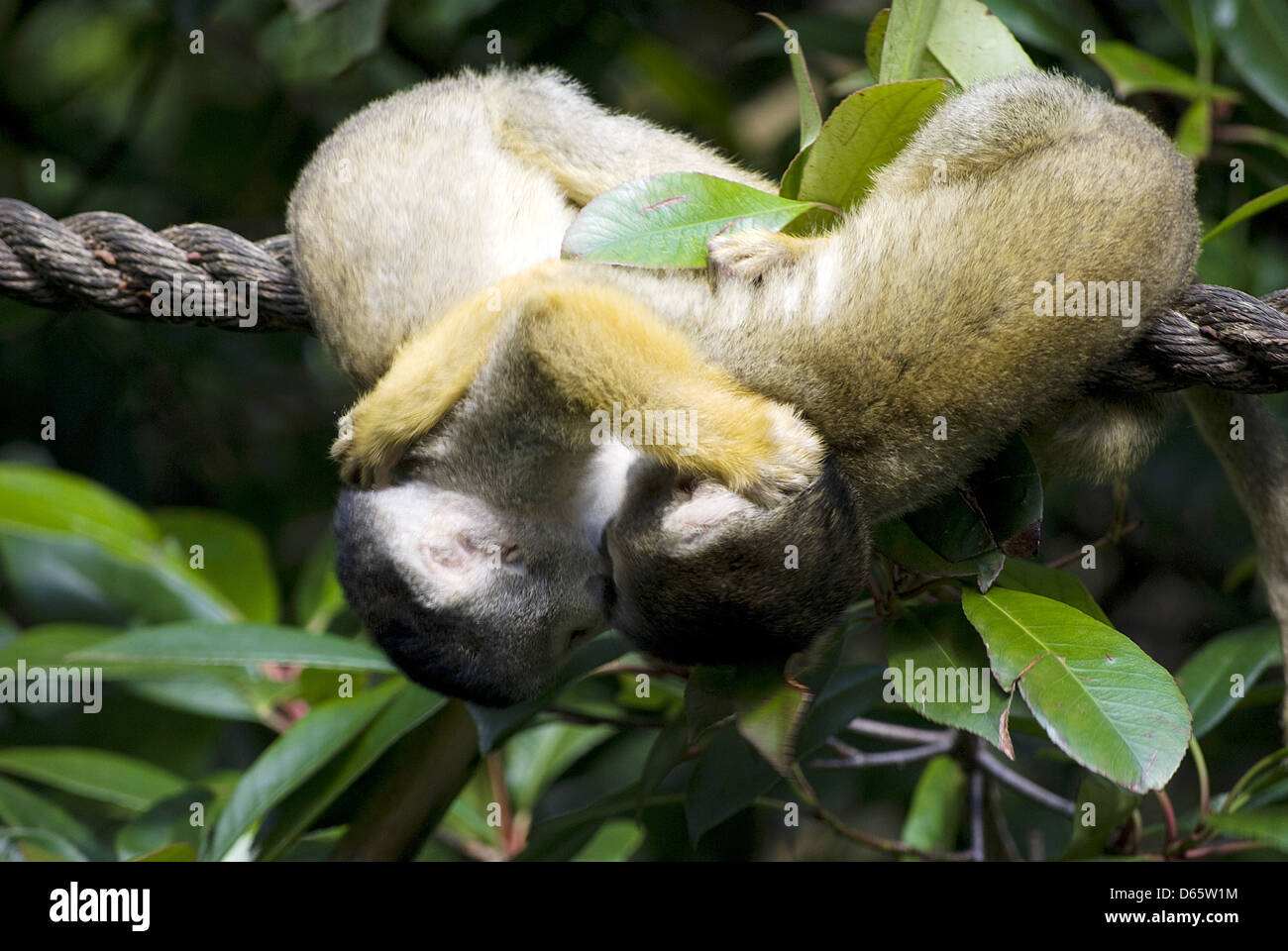 Surprised baby monkey hi-res stock photography and images - Alamy