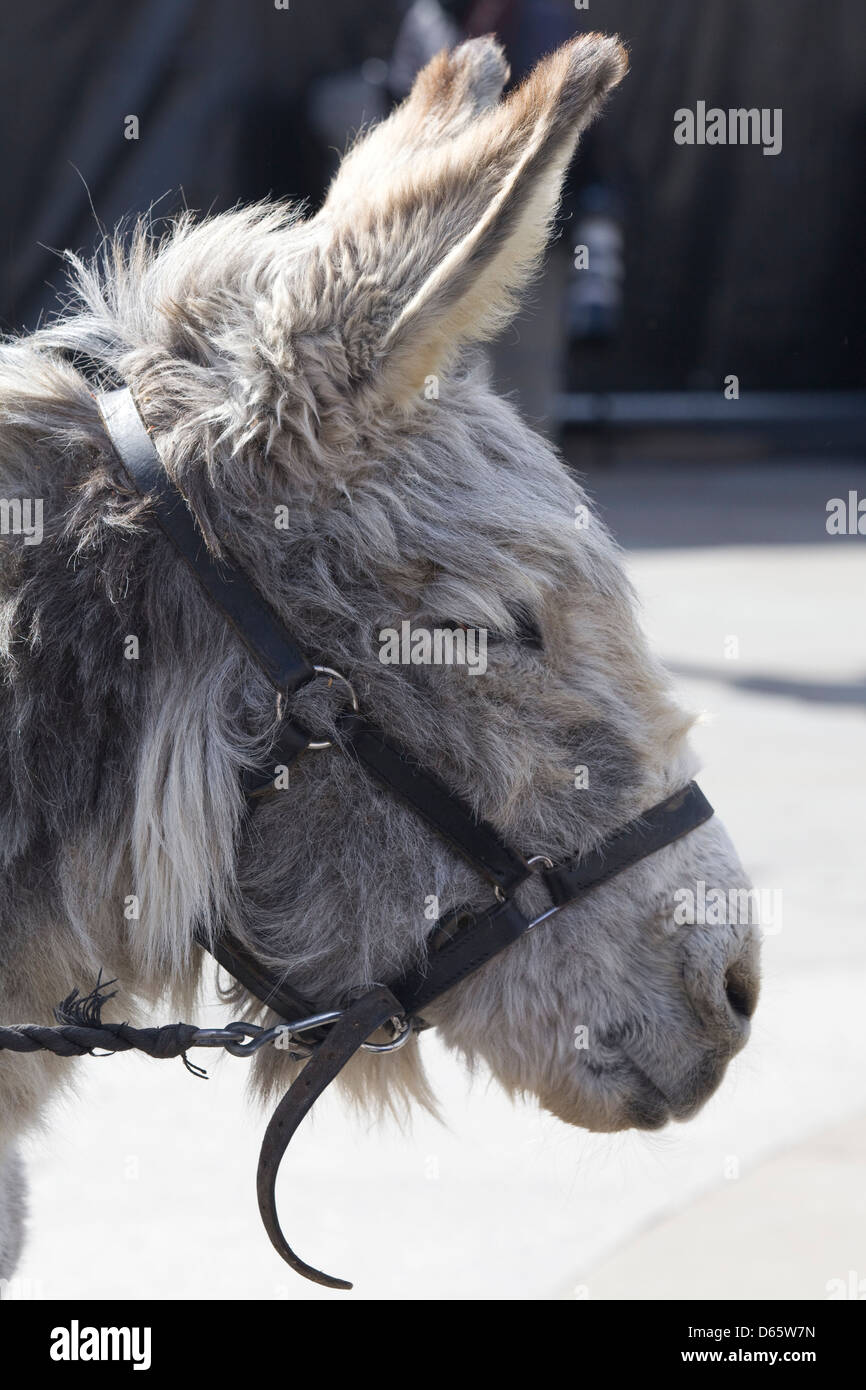 Equus africanus asinus Donkey Stock Photo - Alamy