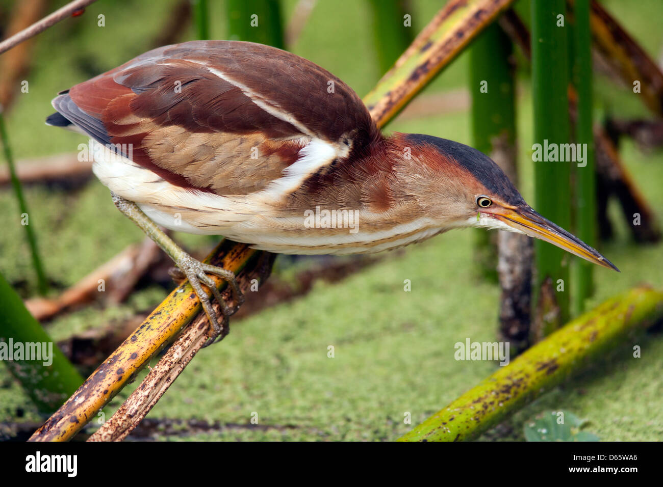 Least Bittern - Green Cay Wetlands - Boynton Beach, Florida USA Stock ...
