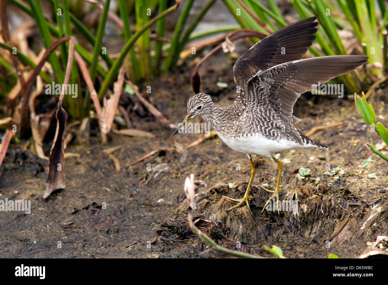 Sandpiper of florida hi-res stock photography and images - Alamy