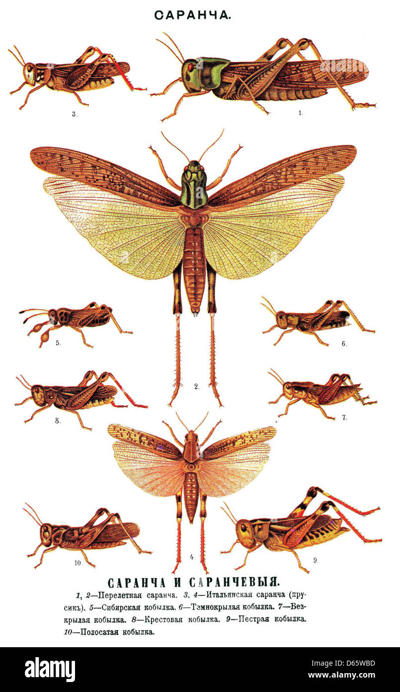 This image from the Brockhaus & Efron Encyclopedic Dictionary features ...