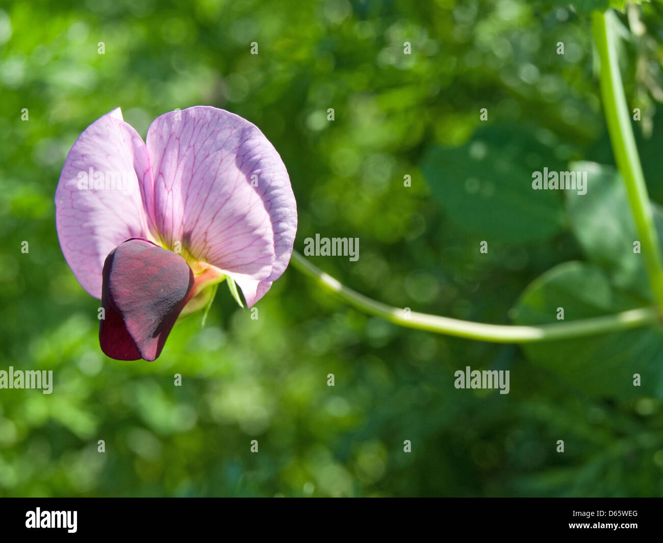 flower of wild pea Stock Photo - Alamy