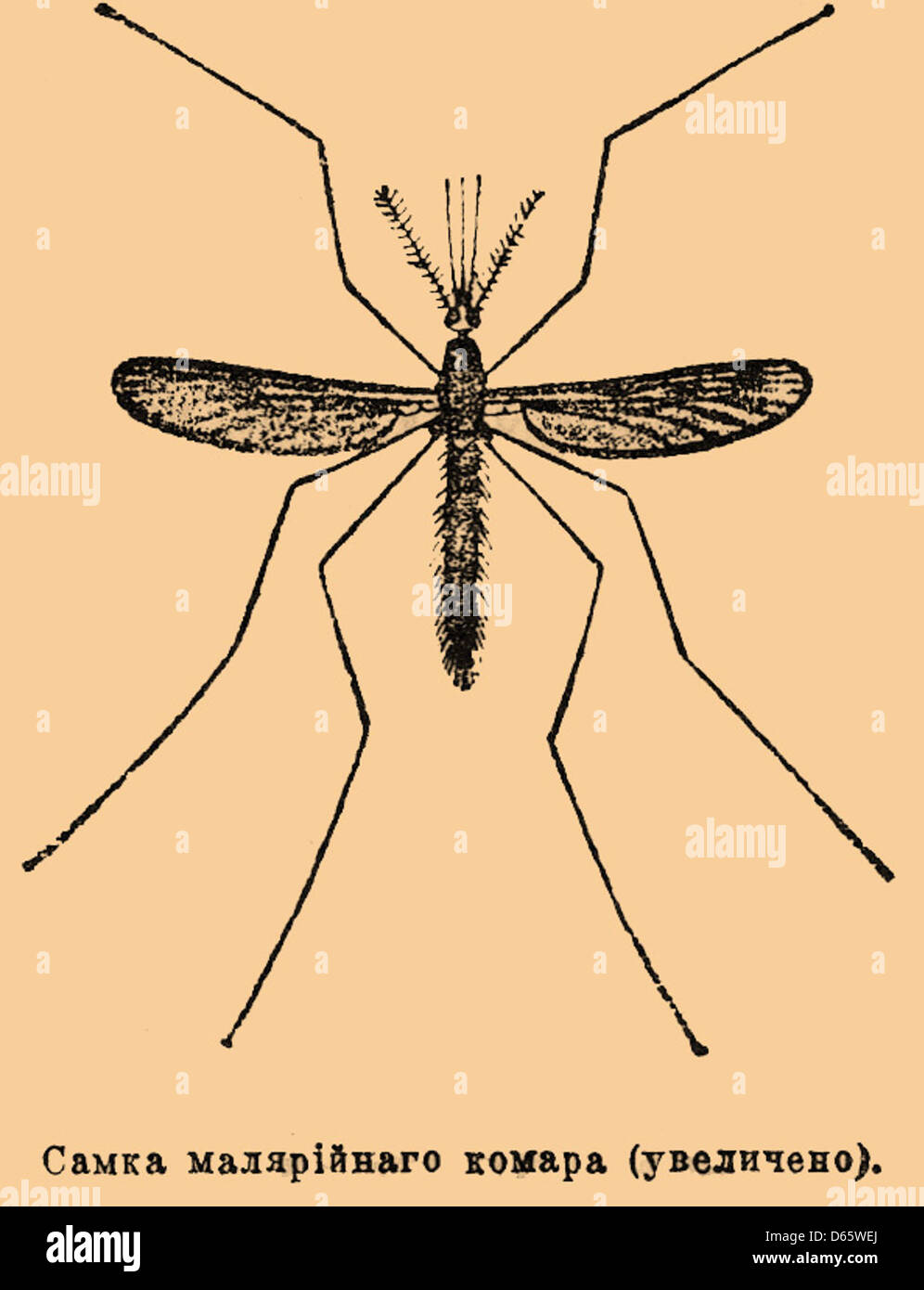 This image is an illustration of an insect from the Brockhaus & Efron ...