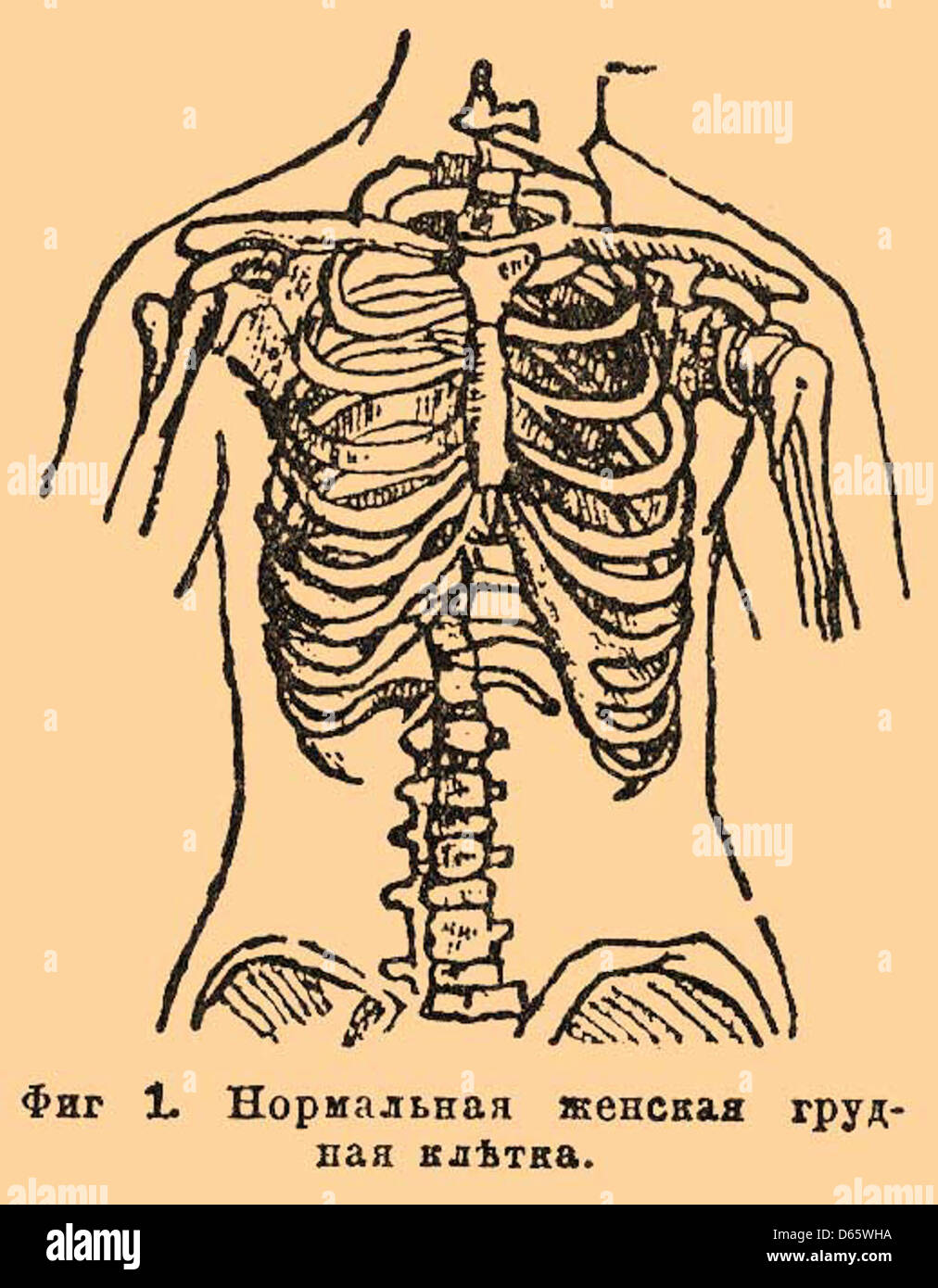 An illustration from the Brockhaus & Efron Encyclopedic Dictionary ...