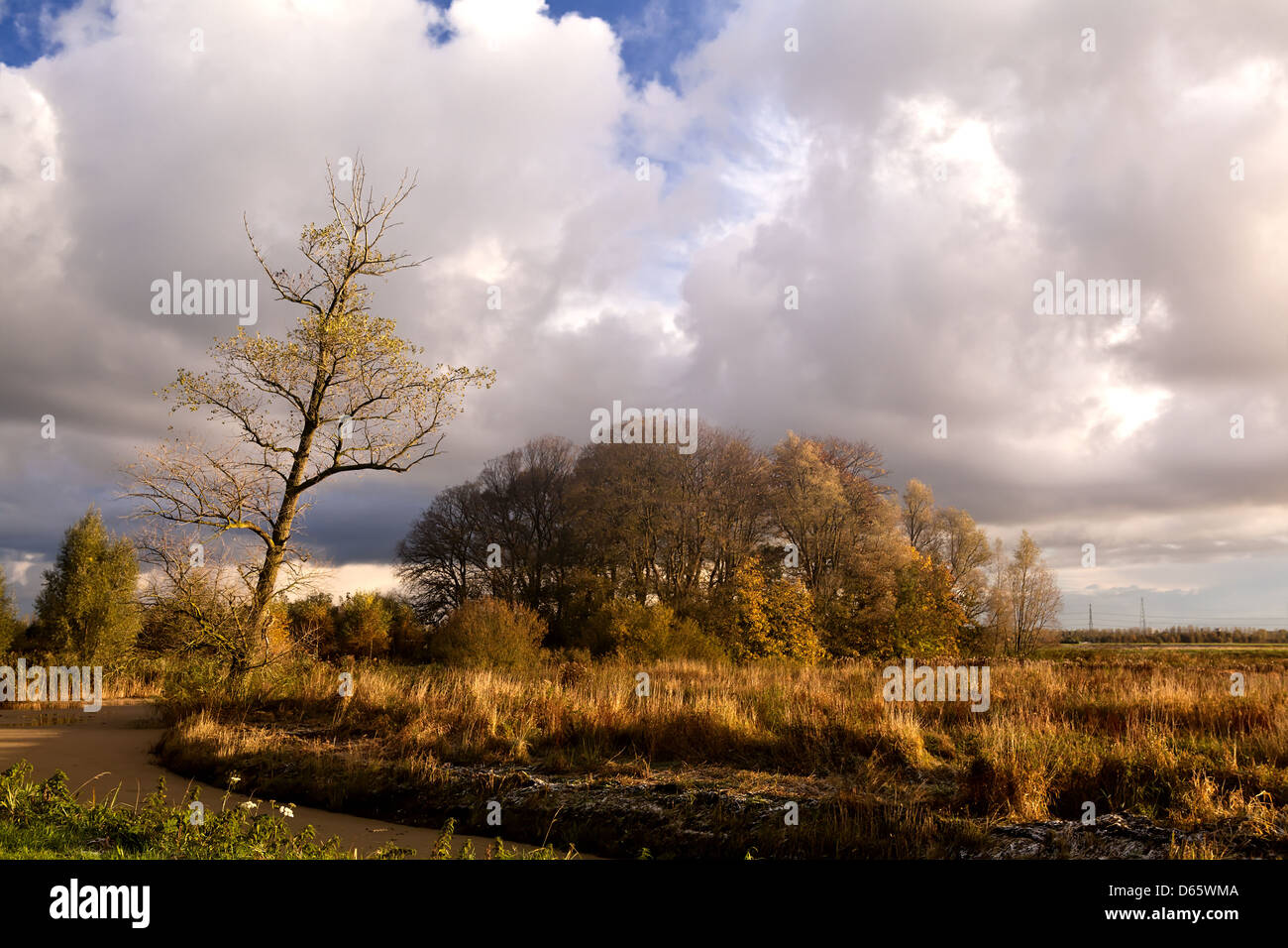 Swamp tree hi-res stock photography and images - Alamy