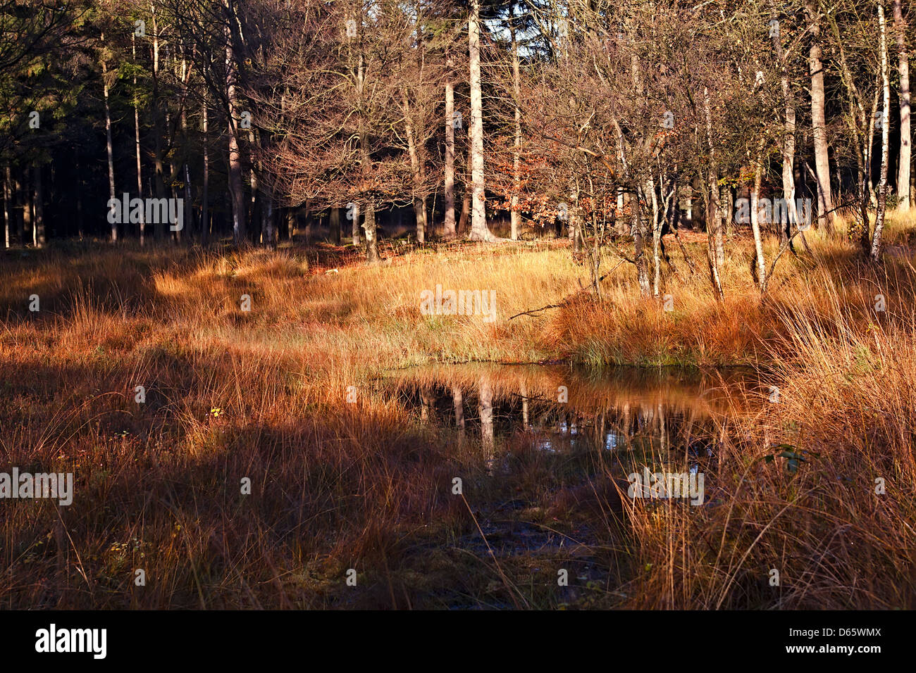 Sunlight in early autumn forest hi-res stock photography and images - Alamy