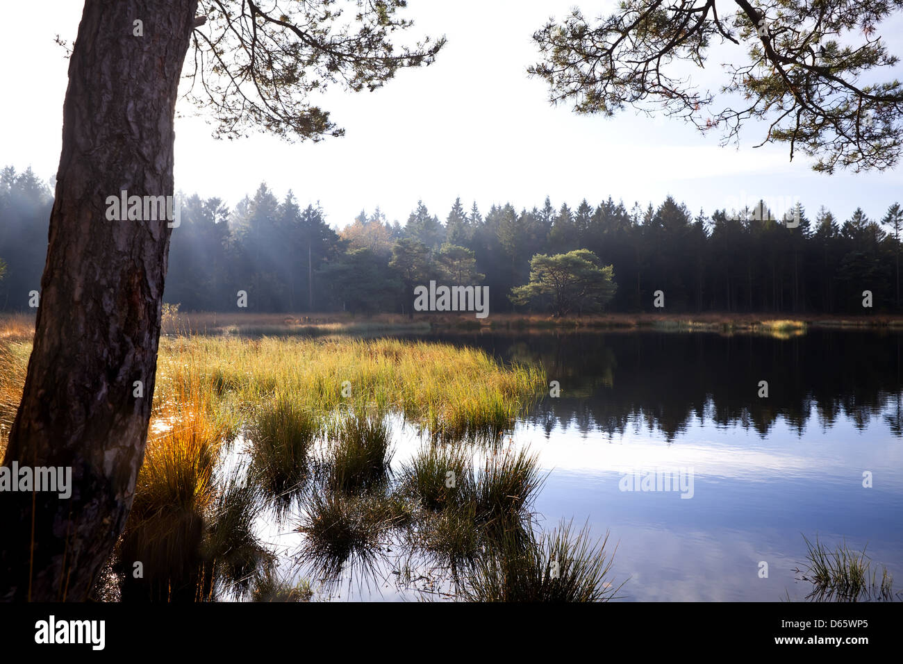 beautiful little pond in forest Stock Photo - Alamy
