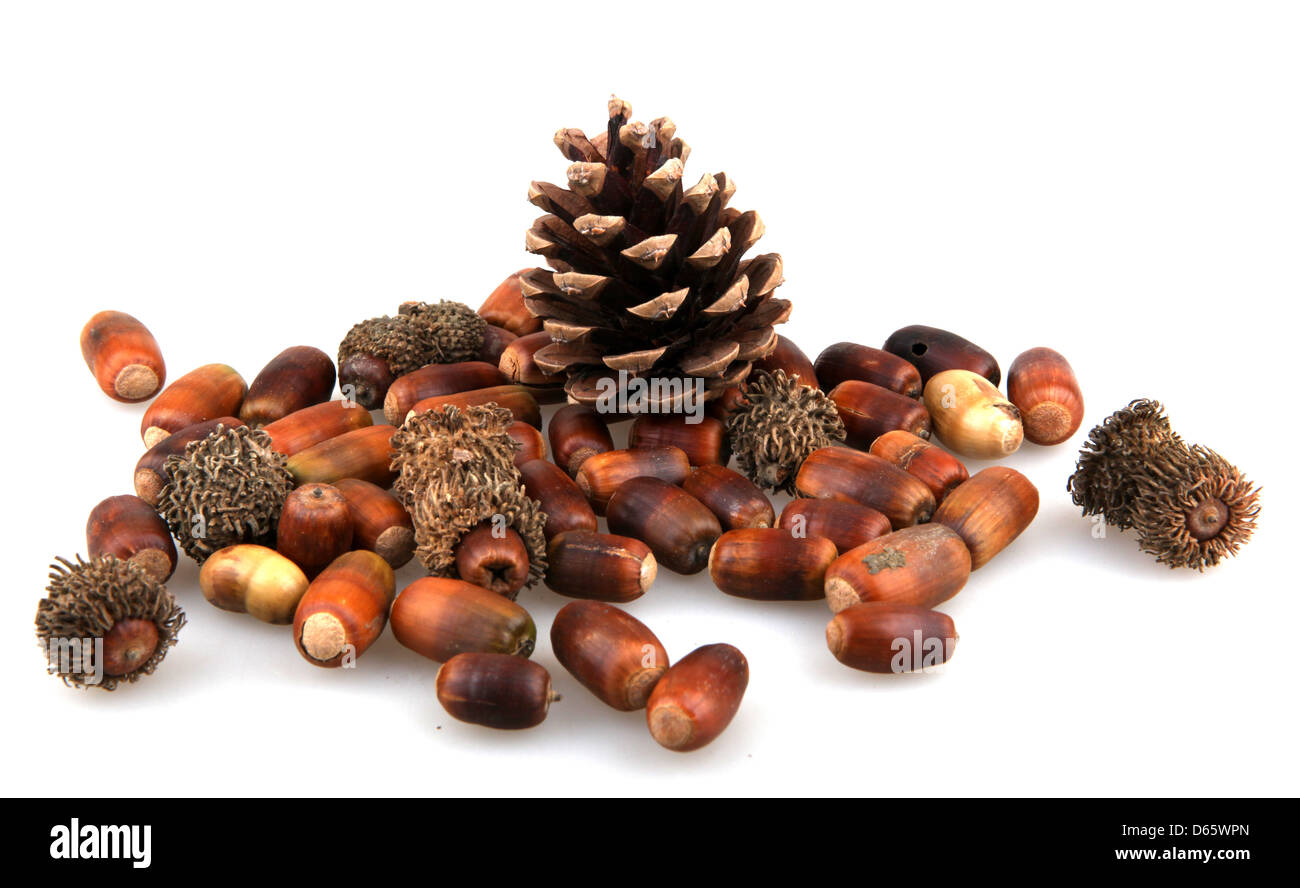 set of autumn nature elements Stock Photo - Alamy