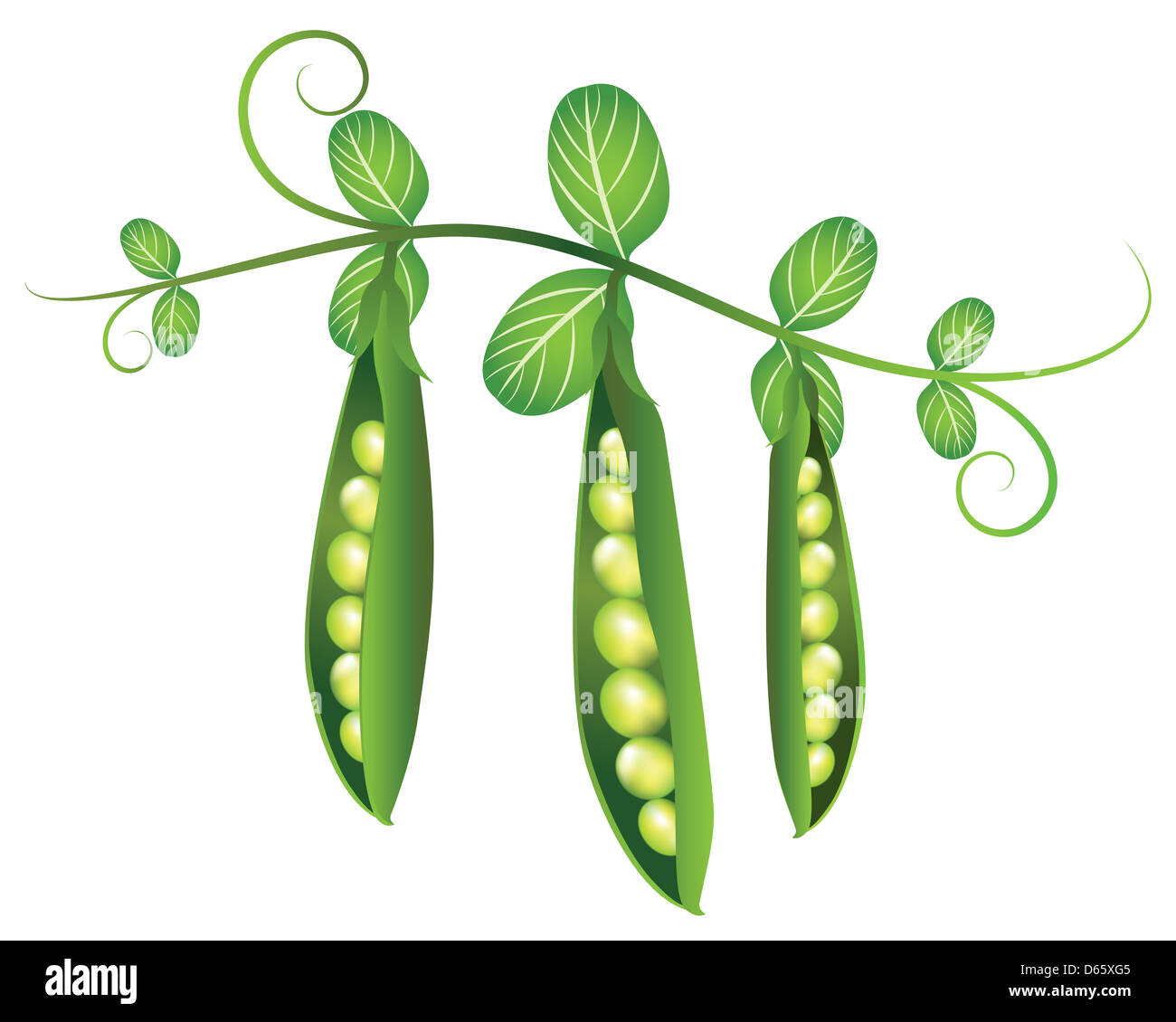 Pea Pods illustration Stock Photo - Alamy
