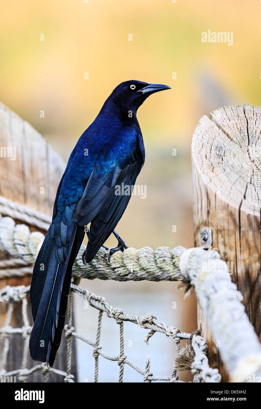 Glossy Starling Bird Stock Photo - Alamy