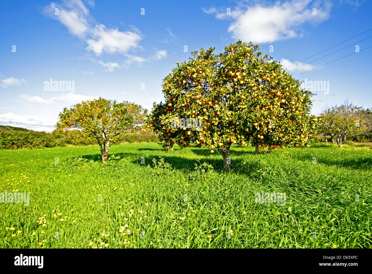 Citrus tree hi-res stock photography and images - Alamy