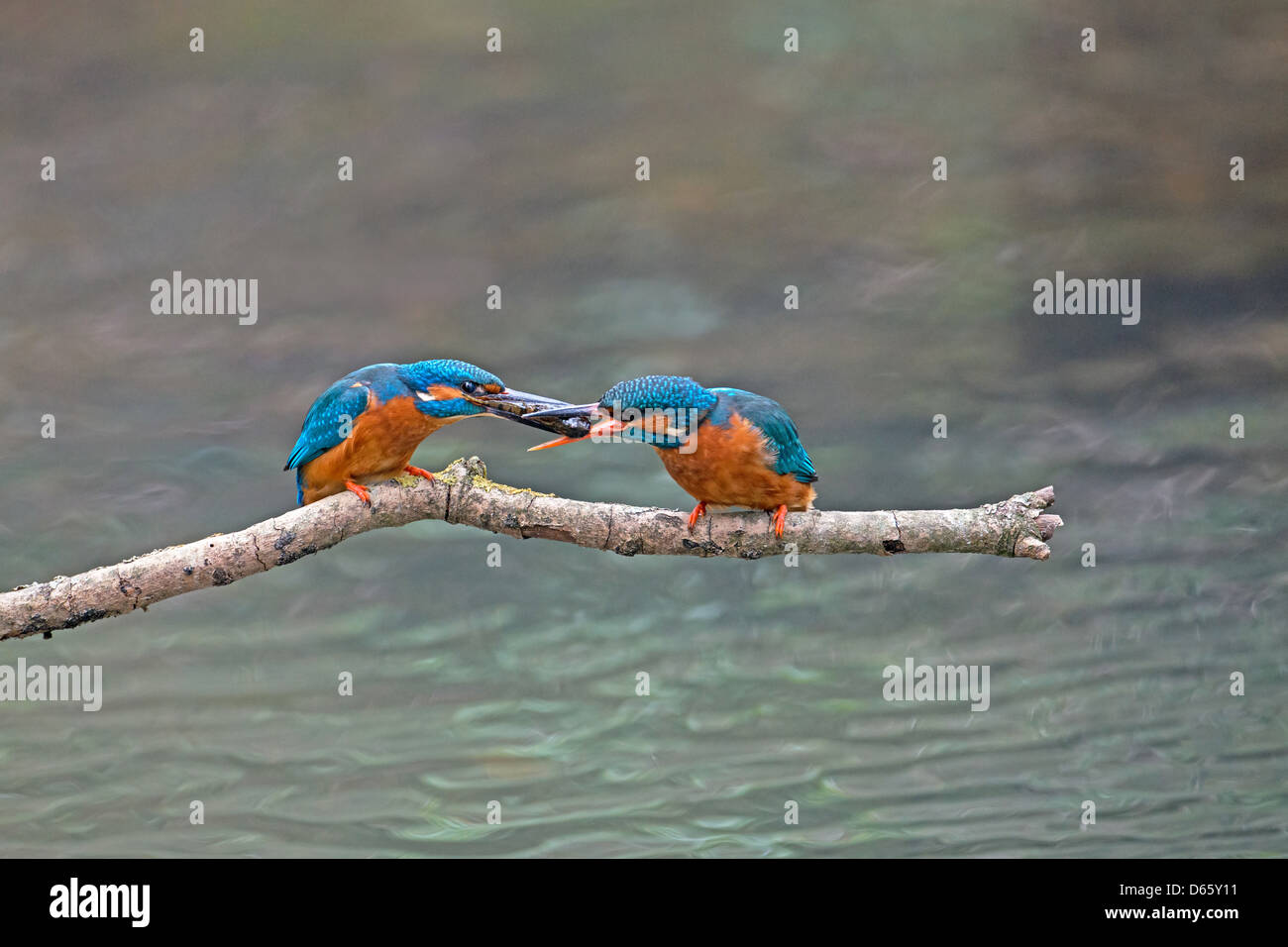 Male Common Kingfisher, Alcedo atthis, Offers Fish To Female During ...
