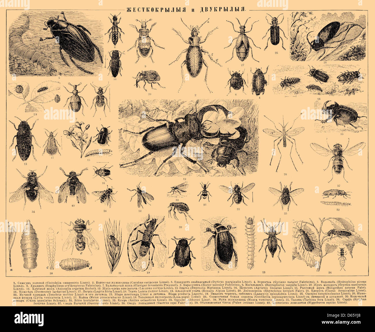 This illustration from the Brockhaus and Efron Encyclopedic Dictionary ...