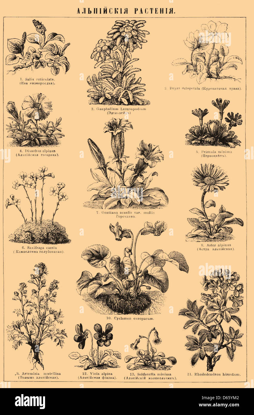 A botanical illustration from the Brockhaus and Efron Encyclopedic ...