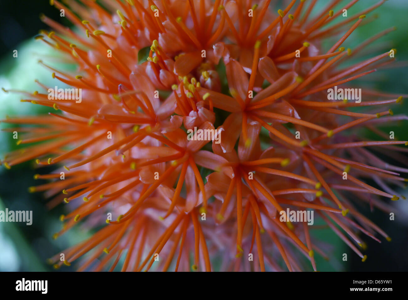 Exotic orange flower, Oxford Botanic Gardens Stock Photo - Alamy