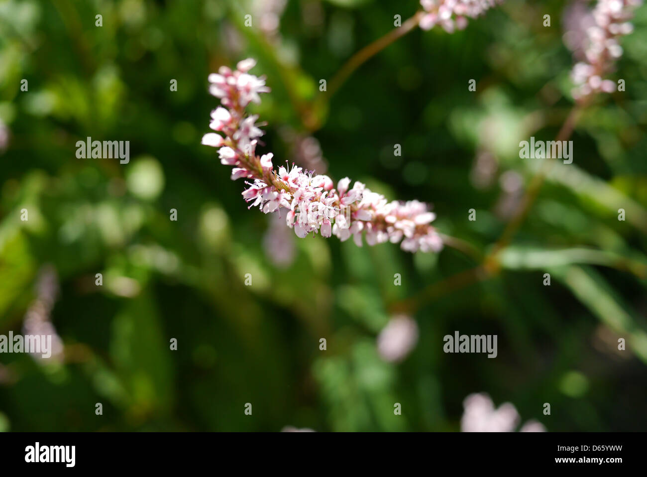 pink flowers, persicaria Stock Photo - Alamy