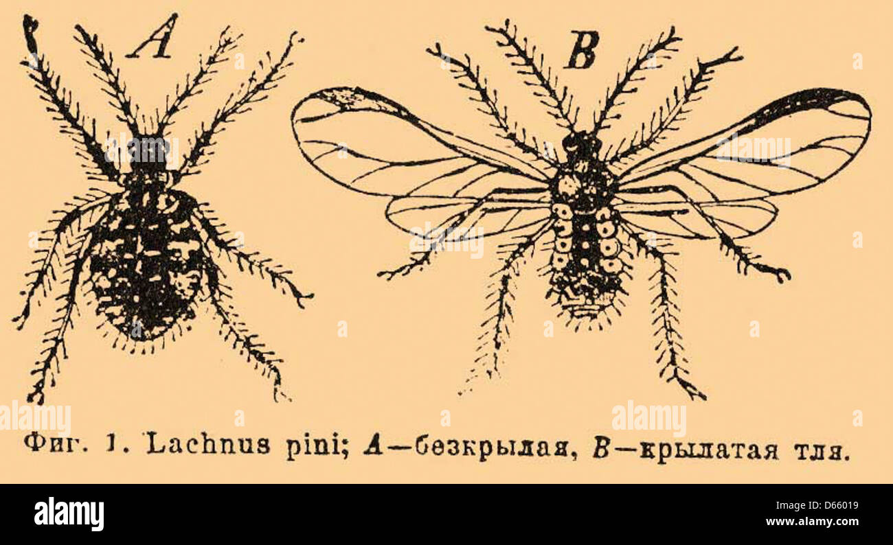 This image from the Brockhaus and Efron Encyclopedic Dictionary ...