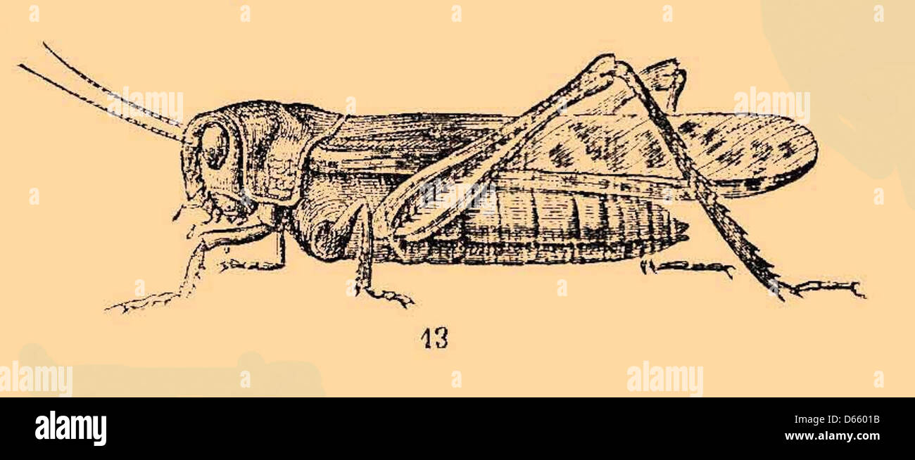 An illustration of a grasshopper from the Brockhaus & Efron ...