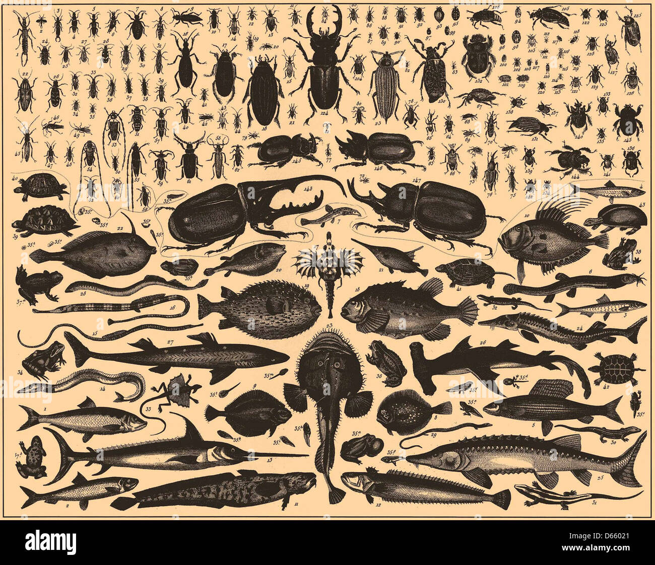 A detailed illustration from the Brockhaus and Efron Encyclopedic ...