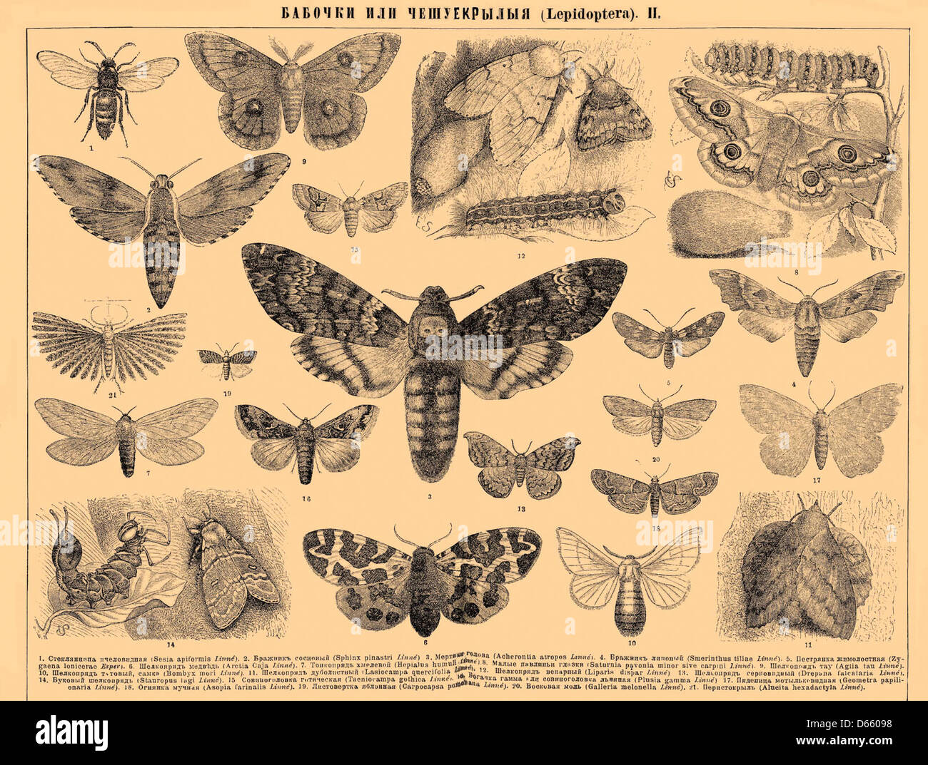 Public domain insects hi-res stock photography and images - Alamy