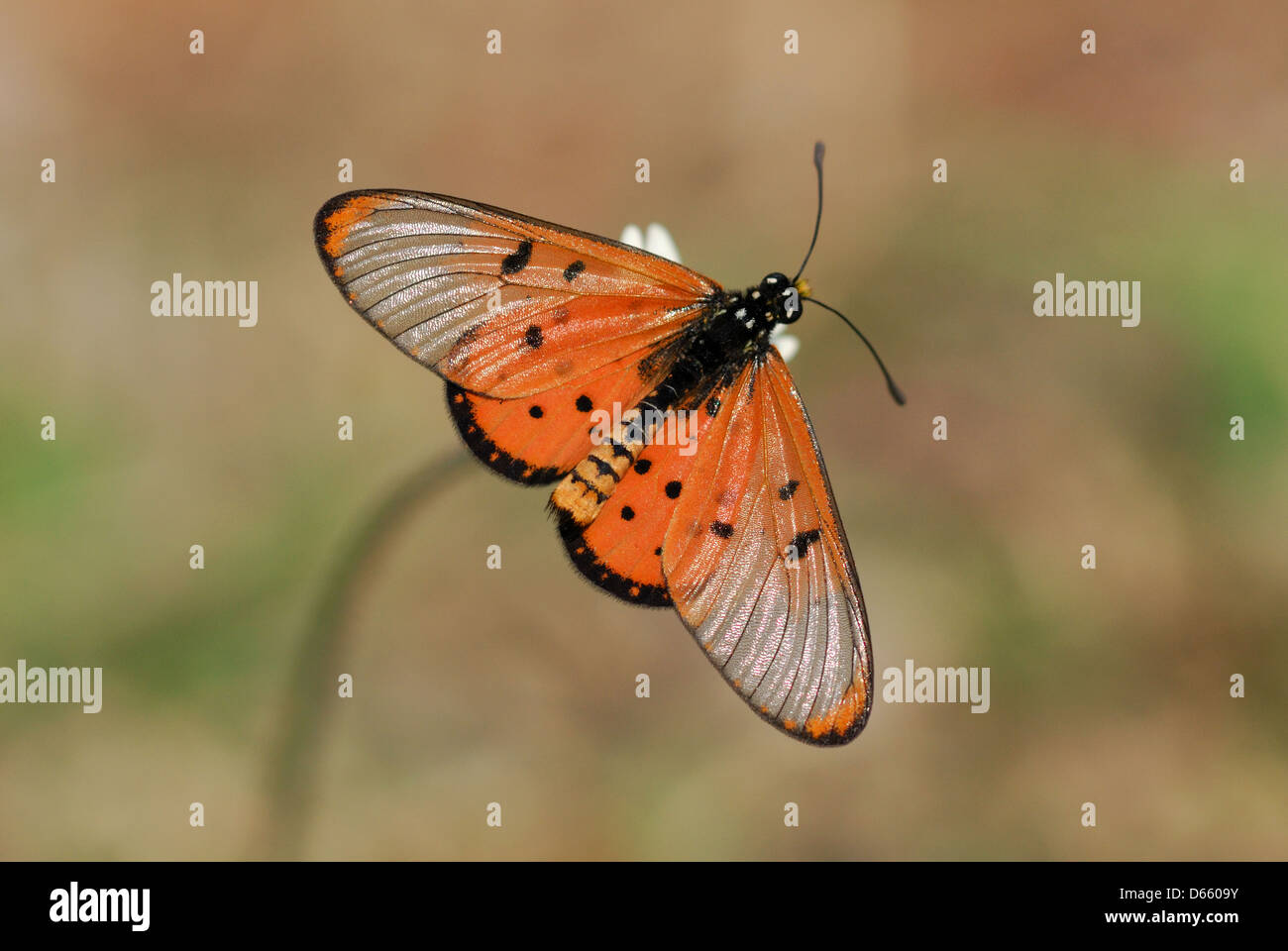 Acraea neobule hi-res stock photography and images - Alamy