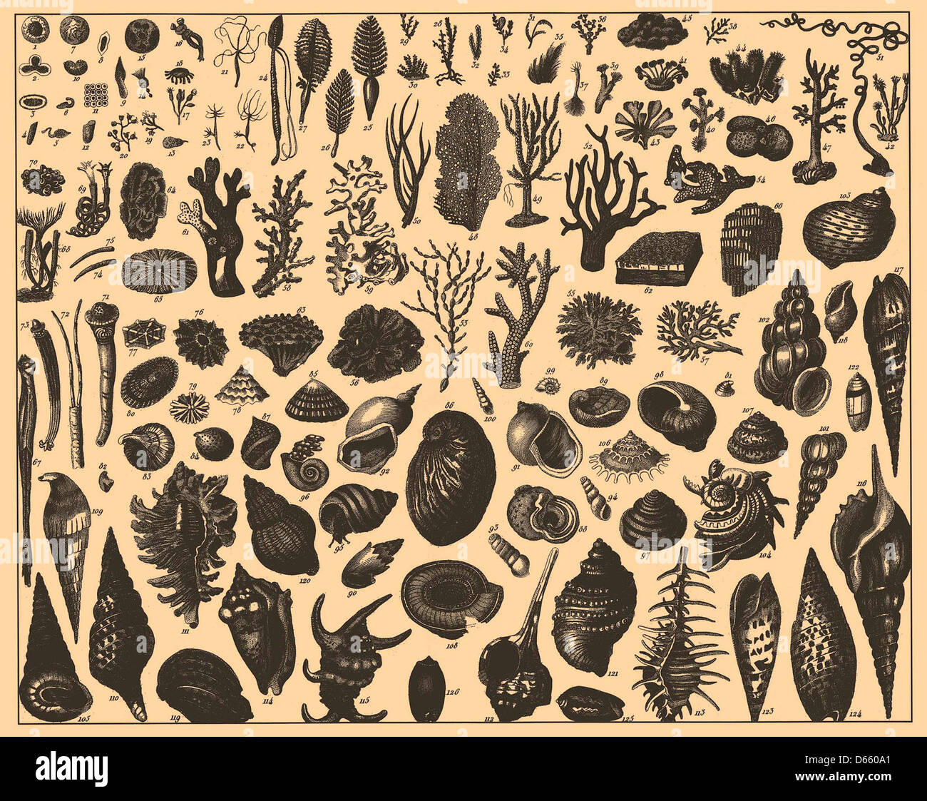 An illustration from the Brockhaus and Efron Encyclopedic Dictionary ...