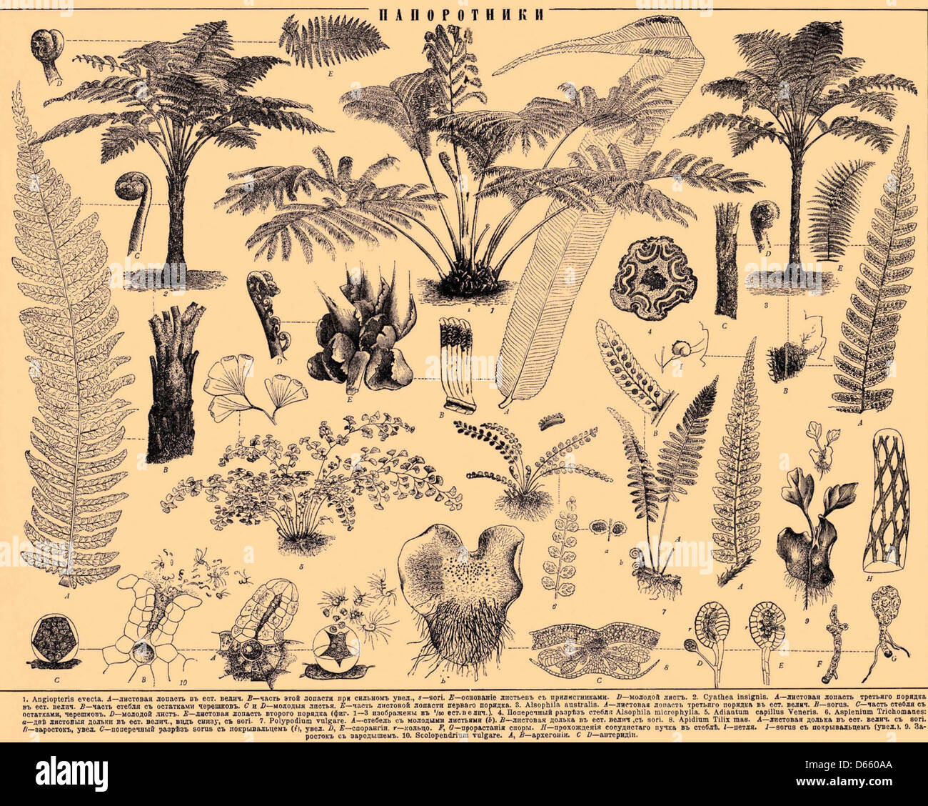 An illustration from the Brockhaus and Efron Encyclopedic Dictionary ...