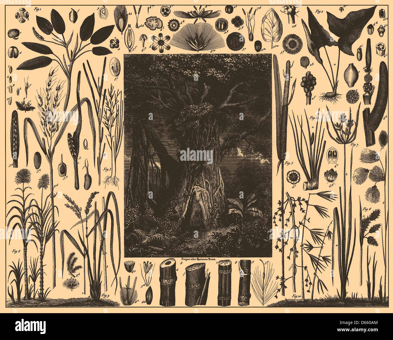 This botanical chart from the Brockhaus & Efron Encyclopedic Dictionary ...